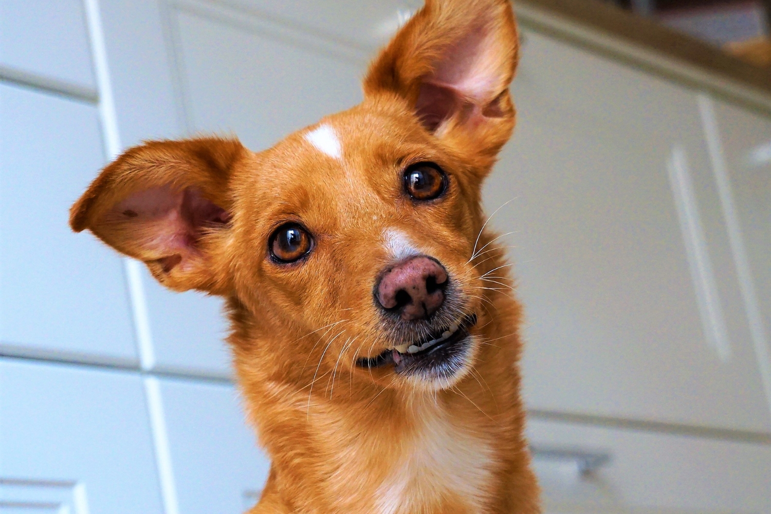 Why Dogs Do What They Do - The Psychology Behind Man’s Best Friend