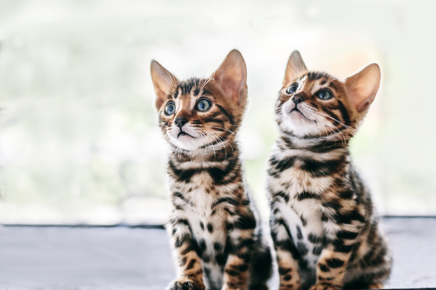 Discover the Magic of the Bengal Kitten with HappyPawsUS