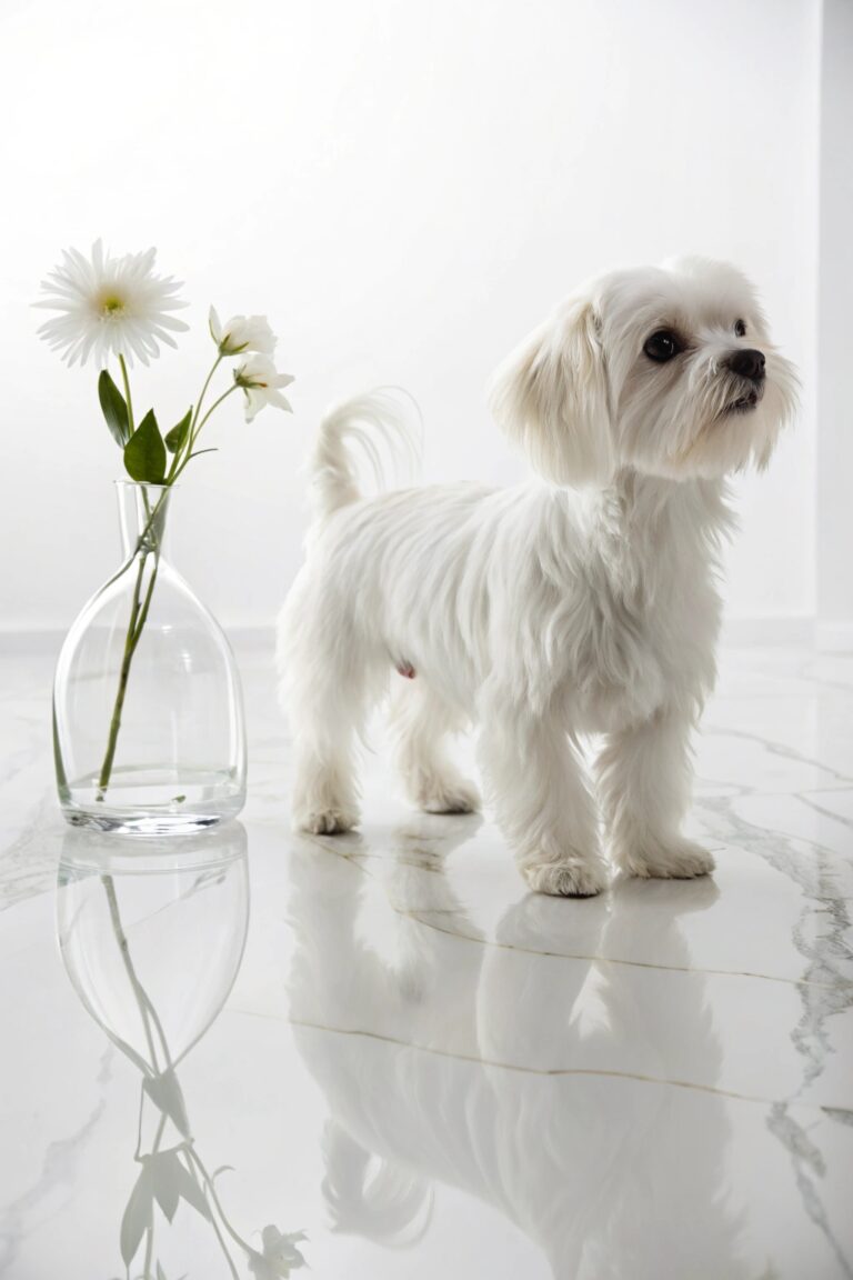 Best Small Dog Breeds: 15 Cute Dogs That Stay Little Forever