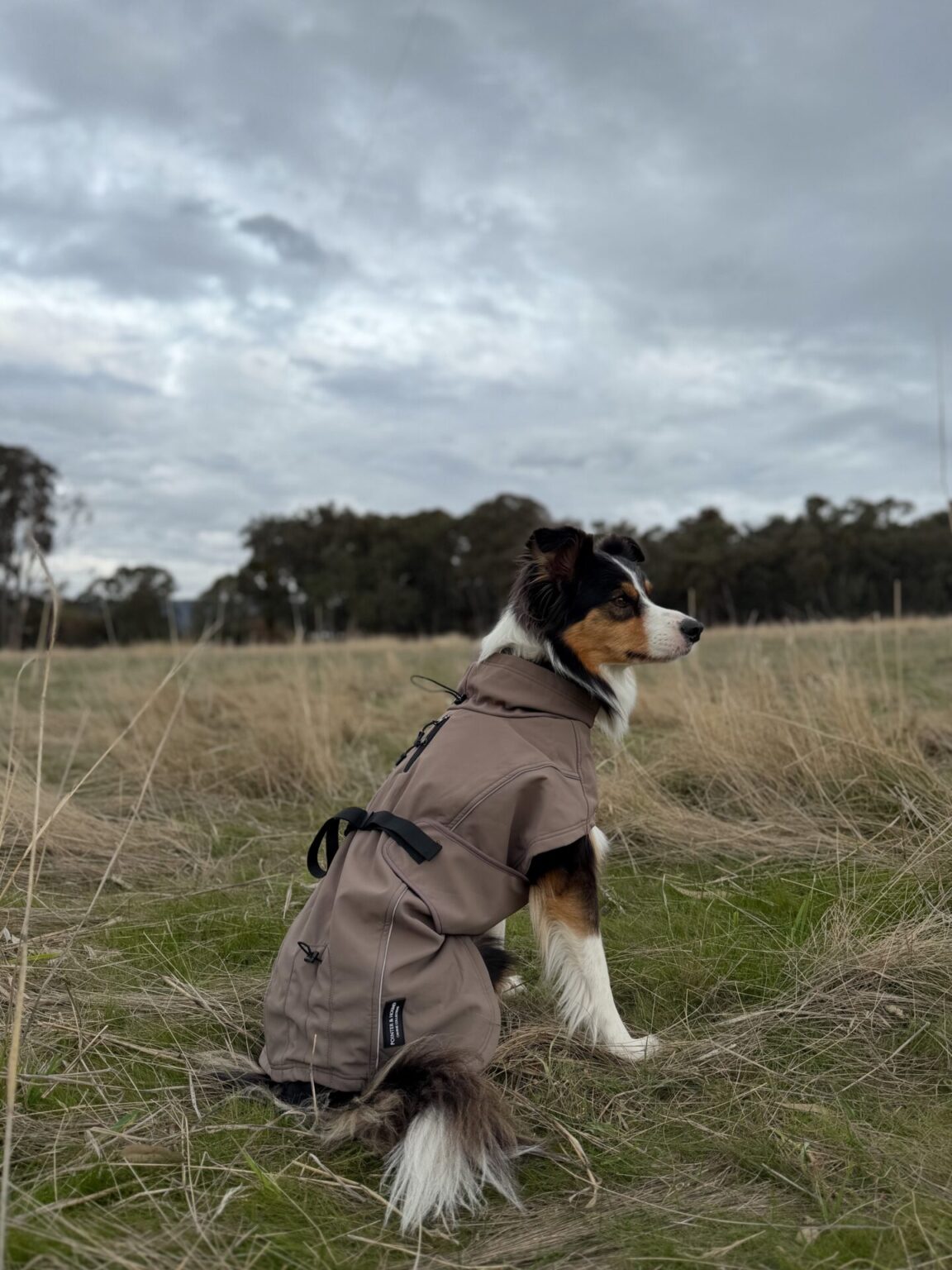 18 DIY Dog Jacket Pattern Ideas for Every Coat Type and Season