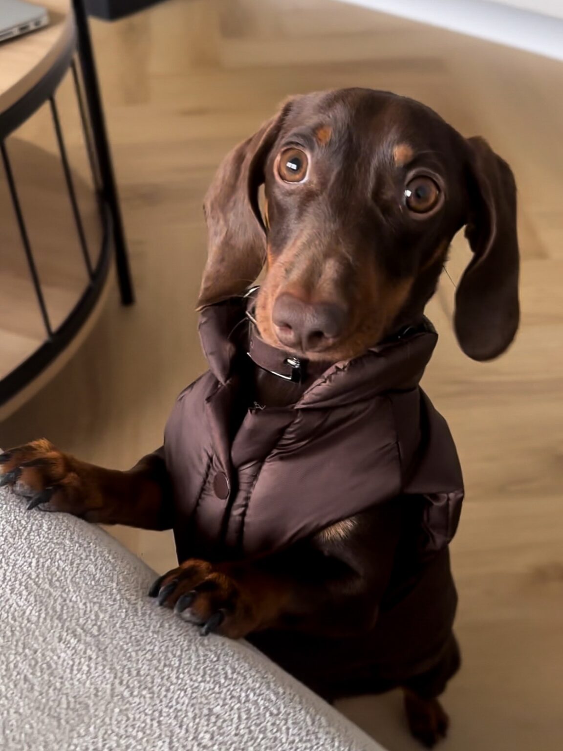 18 DIY Dog Jacket Pattern Ideas for Every Coat Type and Season